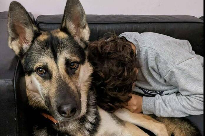 Sobre las intervenciones asistidas con animales, de la mano de TEAsisTO